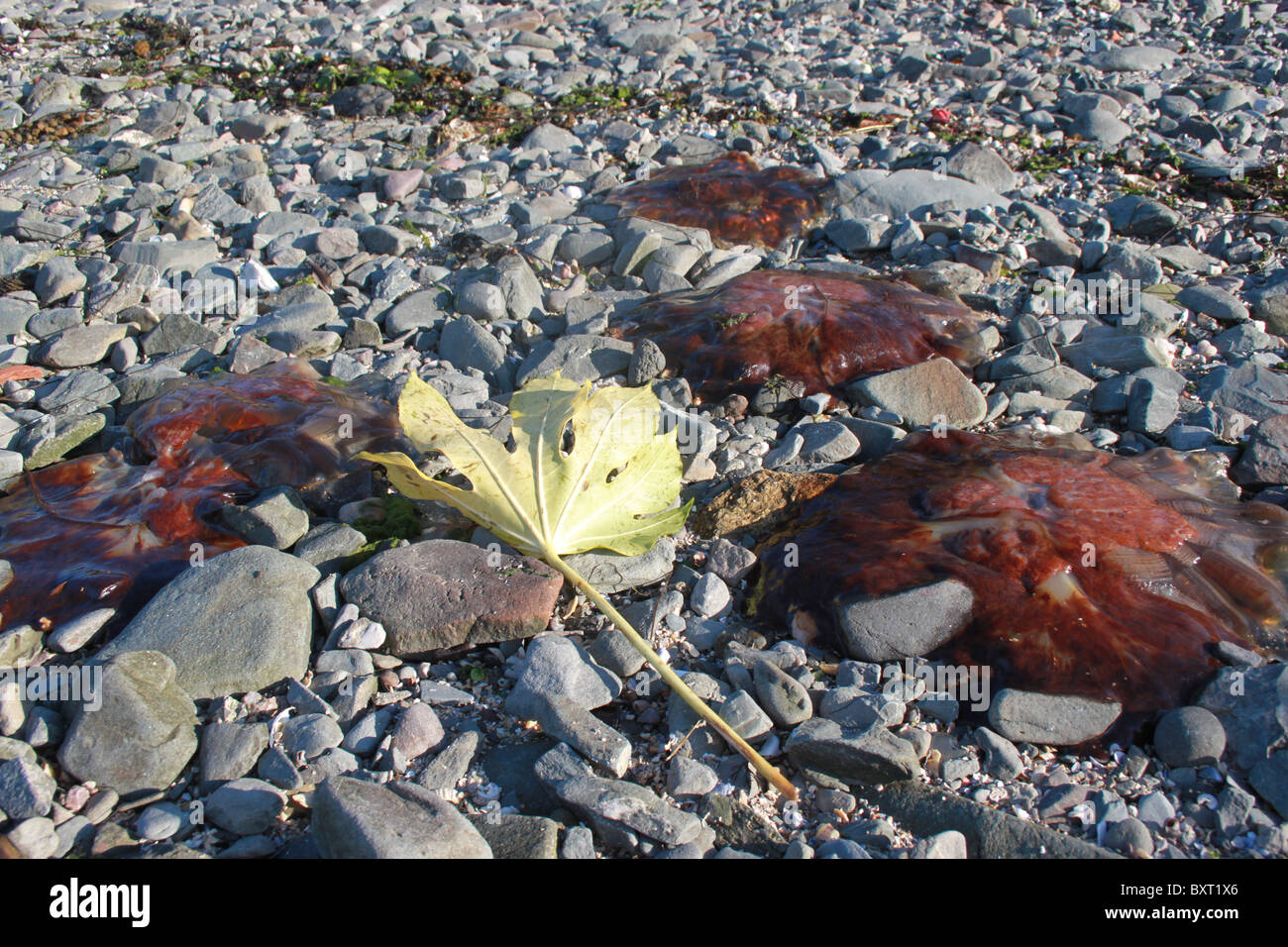 Jellyfish stranded on the beach in Bangor, Northern ireland Stock Photo ...
