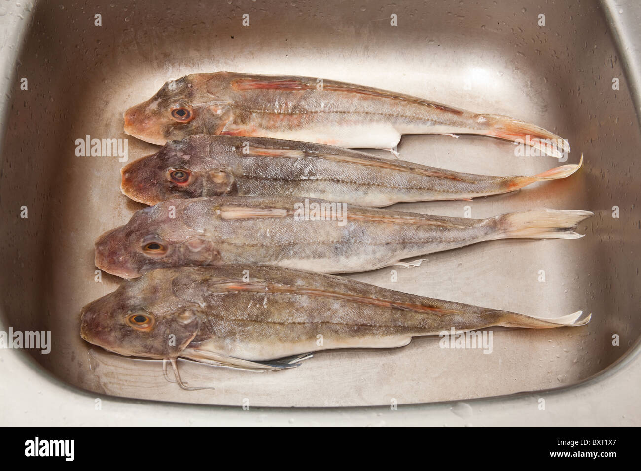Four whole red gurnard fish Stock Photo - Alamy