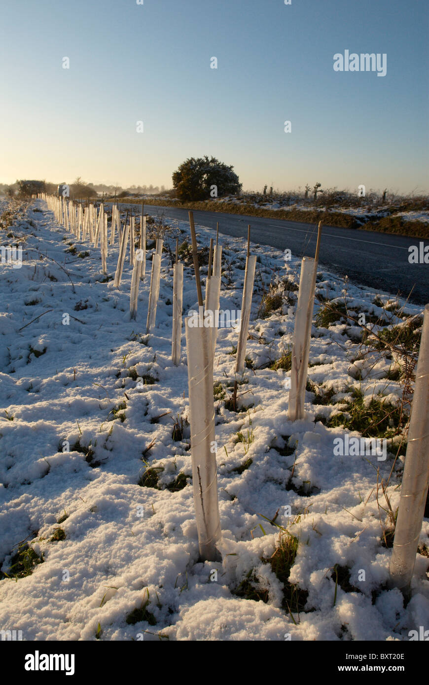Tree planting in winter Stock Photo - Alamy