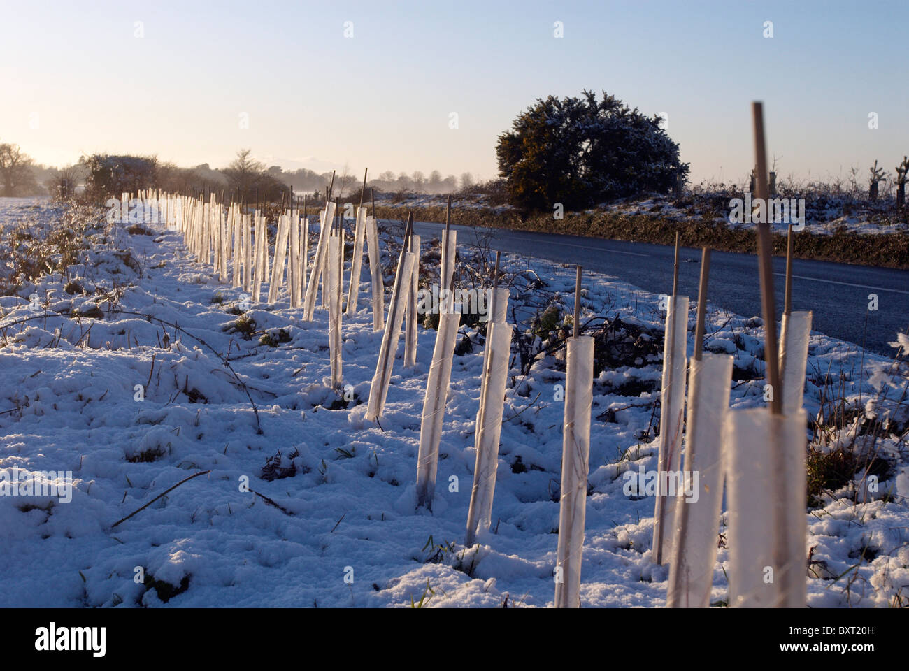 Tree planting in winter Stock Photo - Alamy