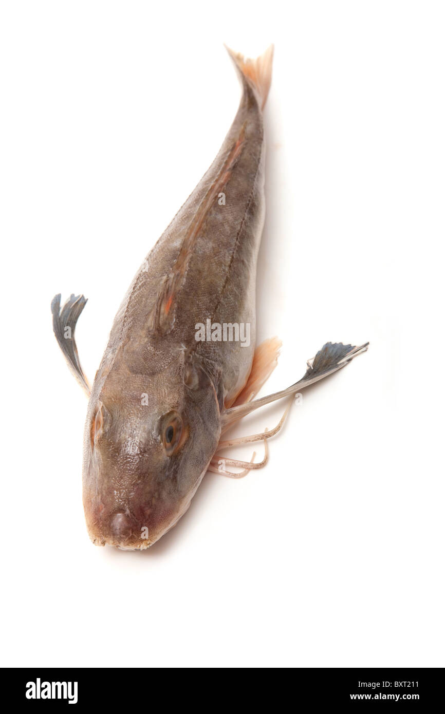 Grey Gurnard fish Eutrigla gurnardus isolated on a white studio ...