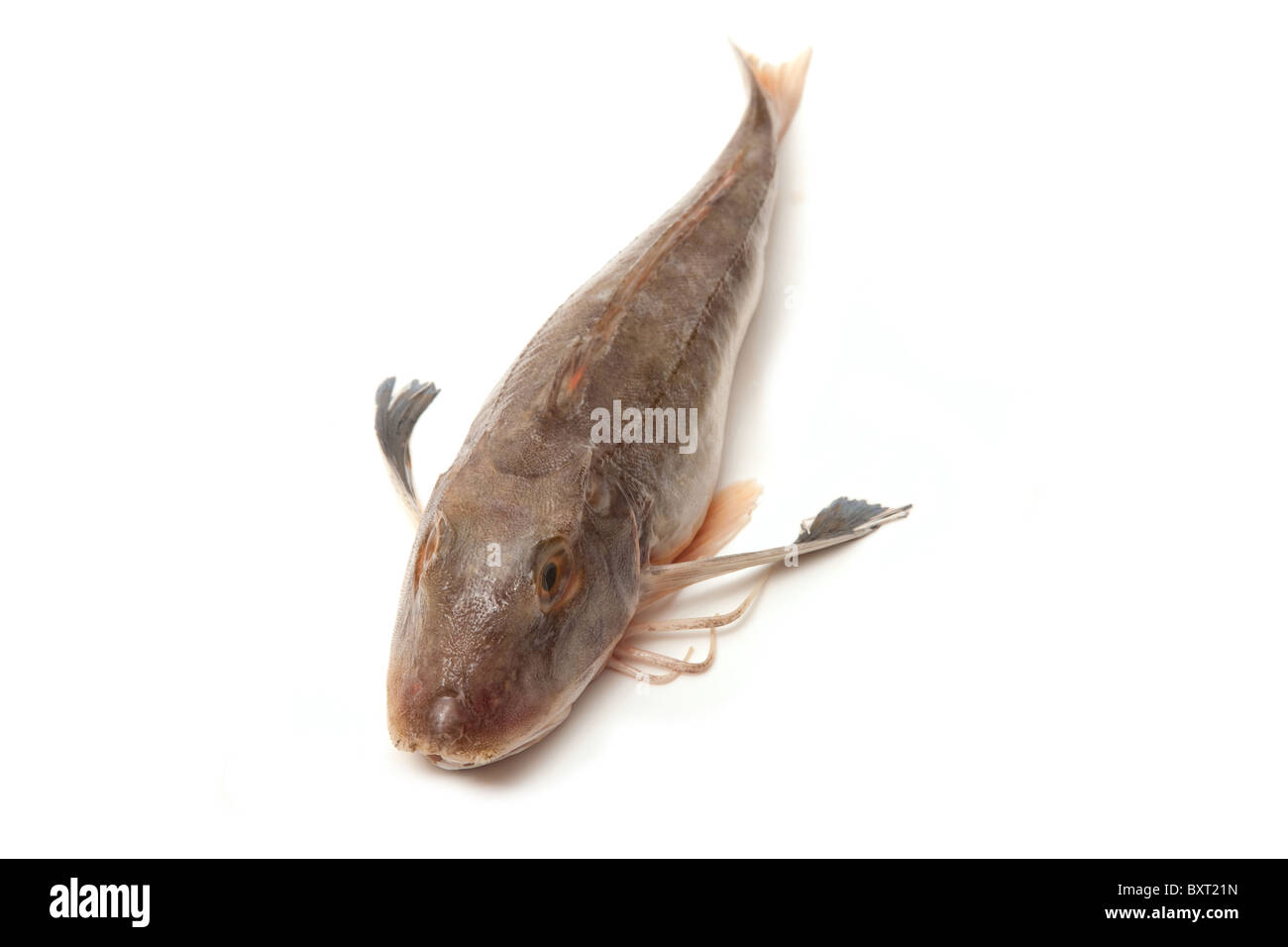 Grey Gurnard fish Eutrigla gurnardus isolated on a white studio ...