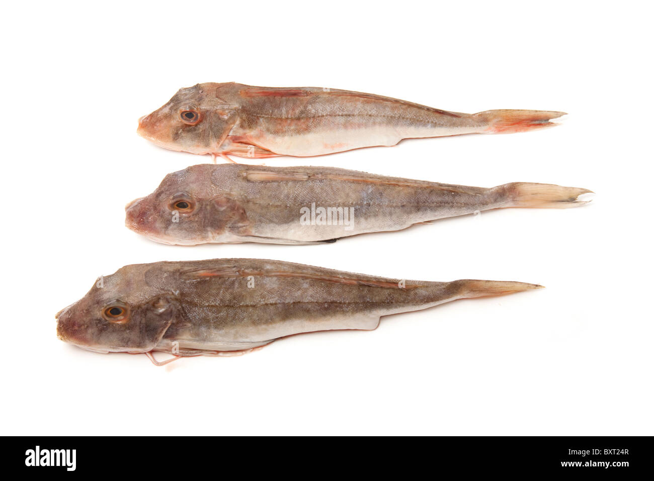 Grey Gurnard fish Eutrigla gurnardus isolated on a white studio ...