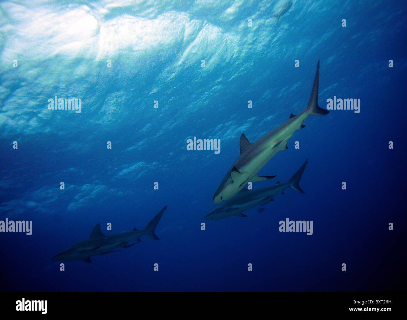 Caribbean ocean currents hi-res stock photography and images - Alamy