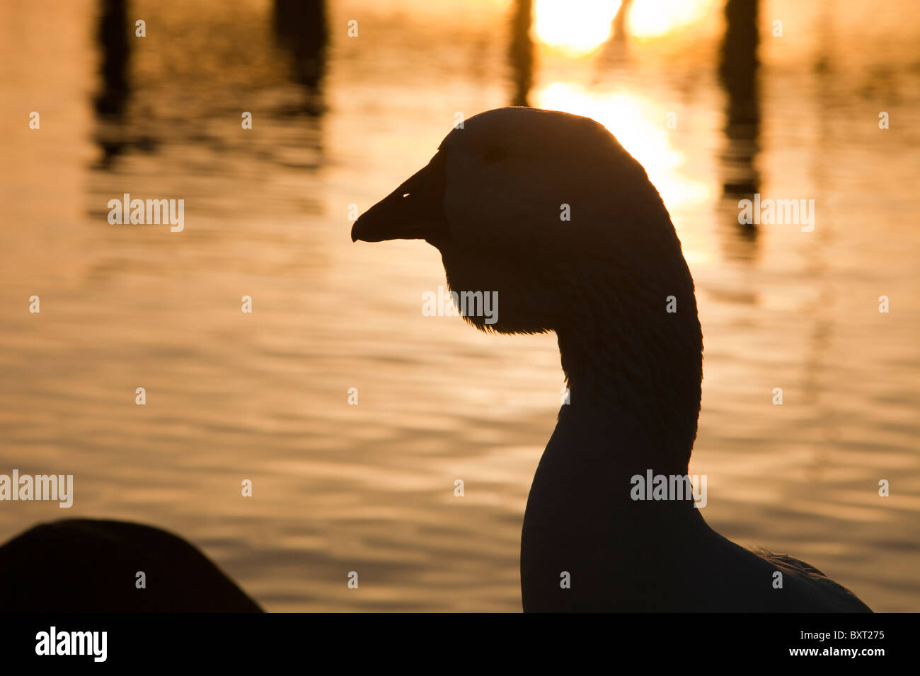 A feral goose on Windermere, Lake District, UK Stock Photo - Alamy