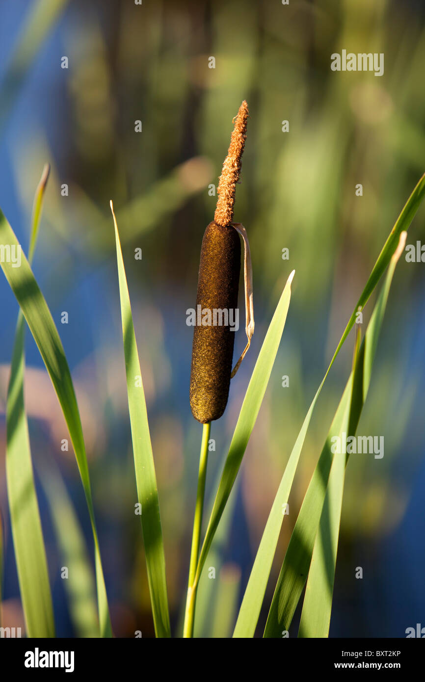 Typha species hi-res stock photography and images - Alamy