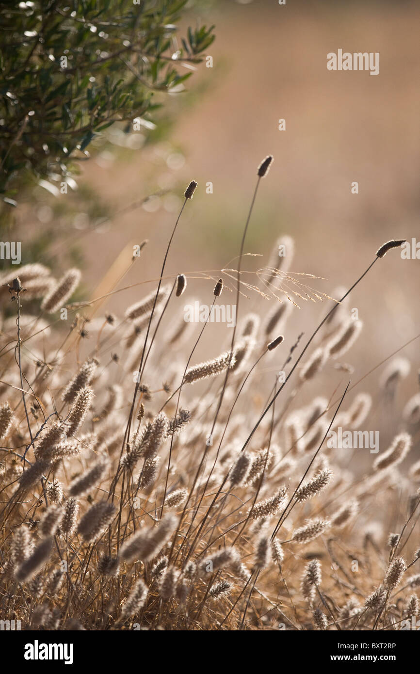 Grass Heads High Resolution Stock Photography and Images - Alamy