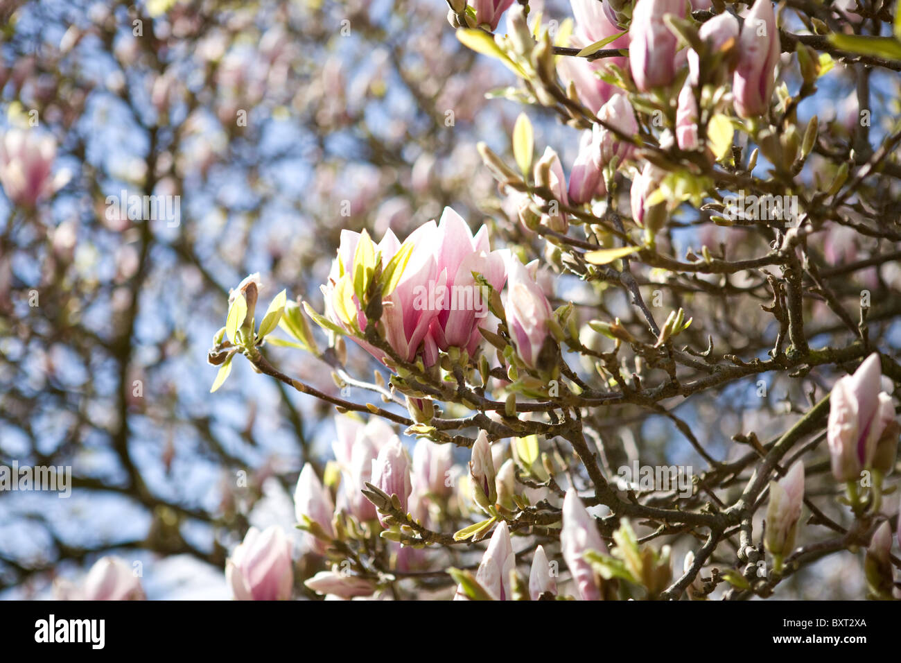 Branches of a magnolia tree Stock Photo - Alamy