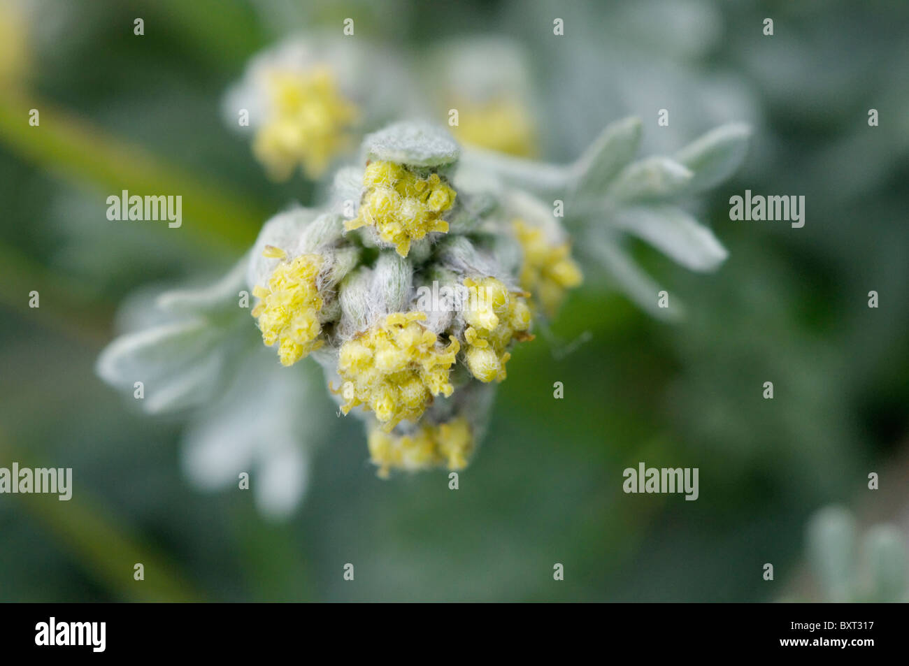 Genepi growing in the Swiss Alps Stock Photo - Alamy