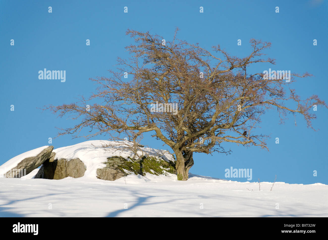 A Hawthorn tree in winter Stock Photo - Alamy
