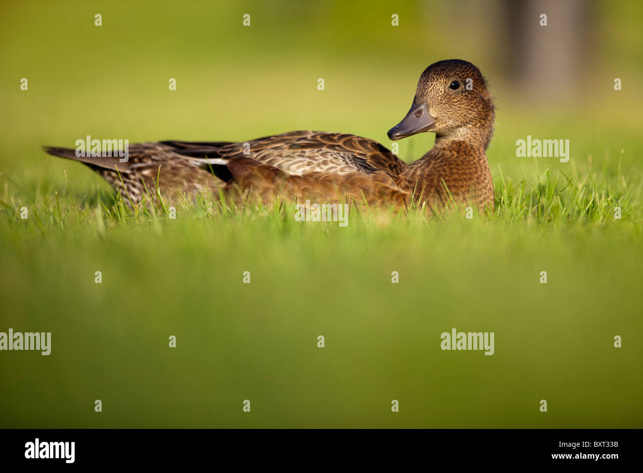 Juvenile wigeon hi-res stock photography and images - Alamy