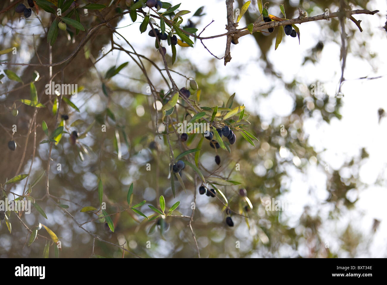 Olives growing on a tree Stock Photo - Alamy