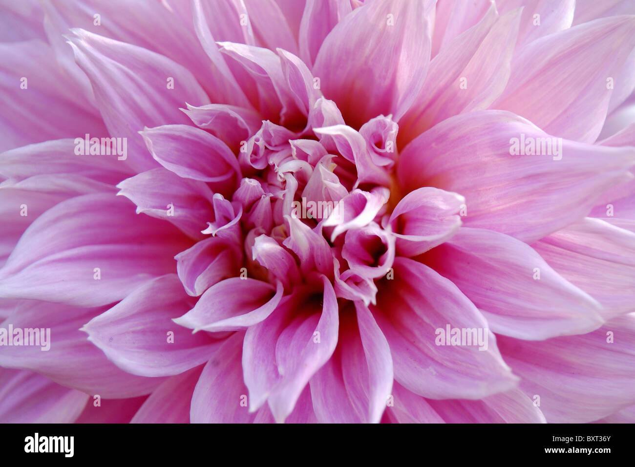 flolwers,flora and fauna,beautiful flower,flowers from garden,garden ...