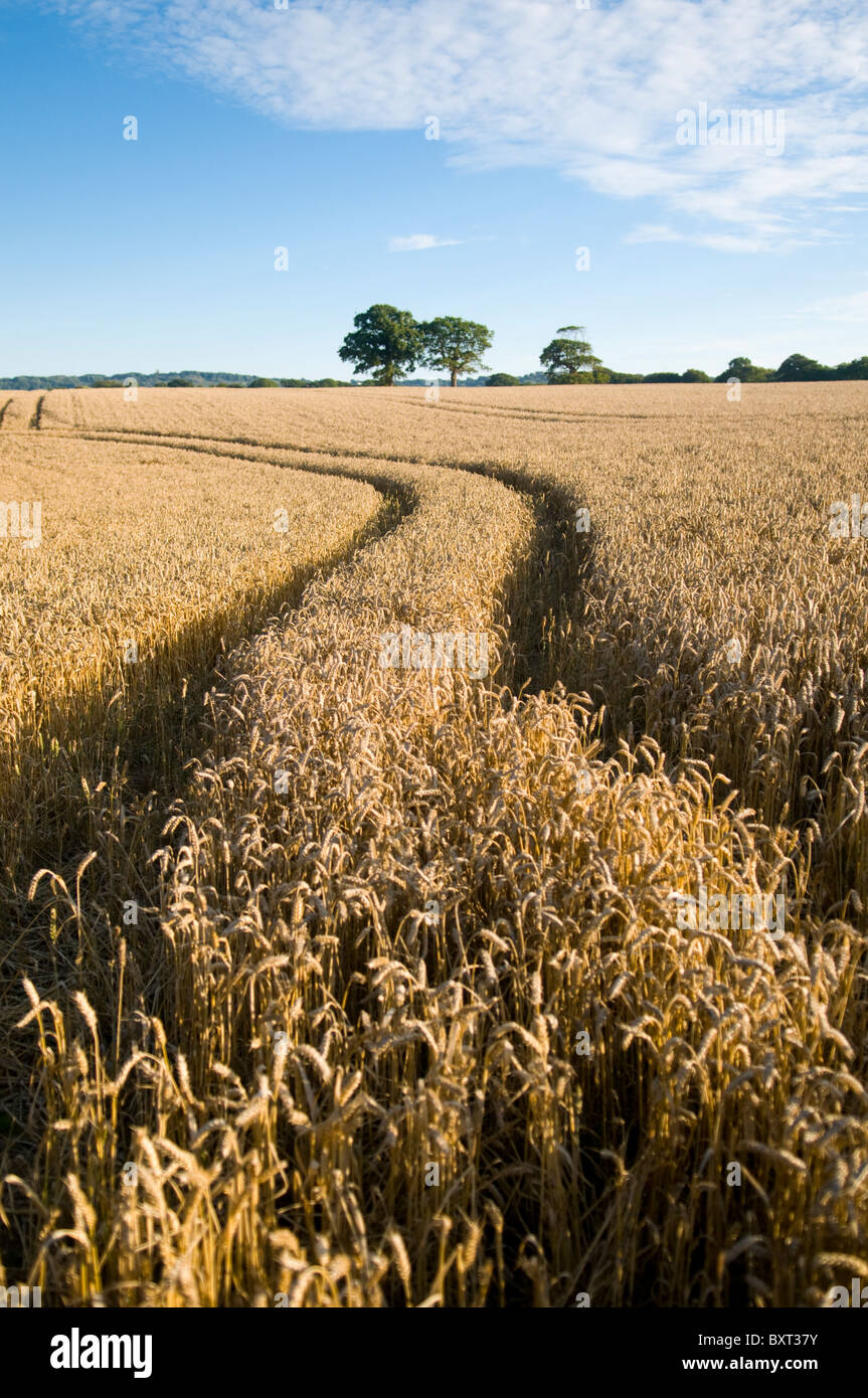 Tractor Path Through a Cornfield Stock Photo - Alamy