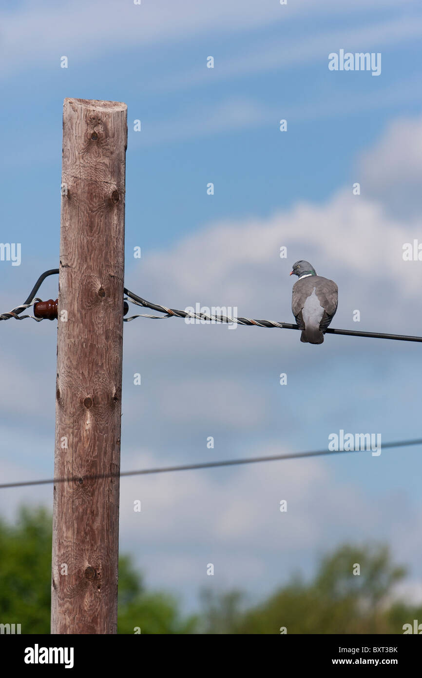 A Common Wood Pigeon (Columba palumbus) sits on a wire connected to a ...