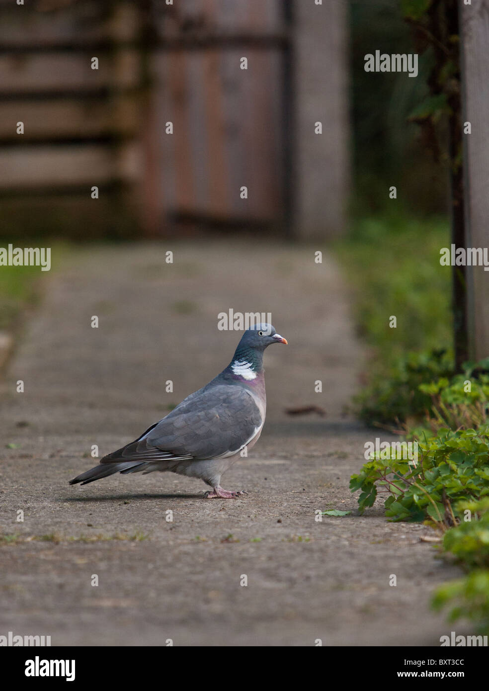 A Common Wood Pigeon standing on a path in a UK garden Stock Photo - Alamy