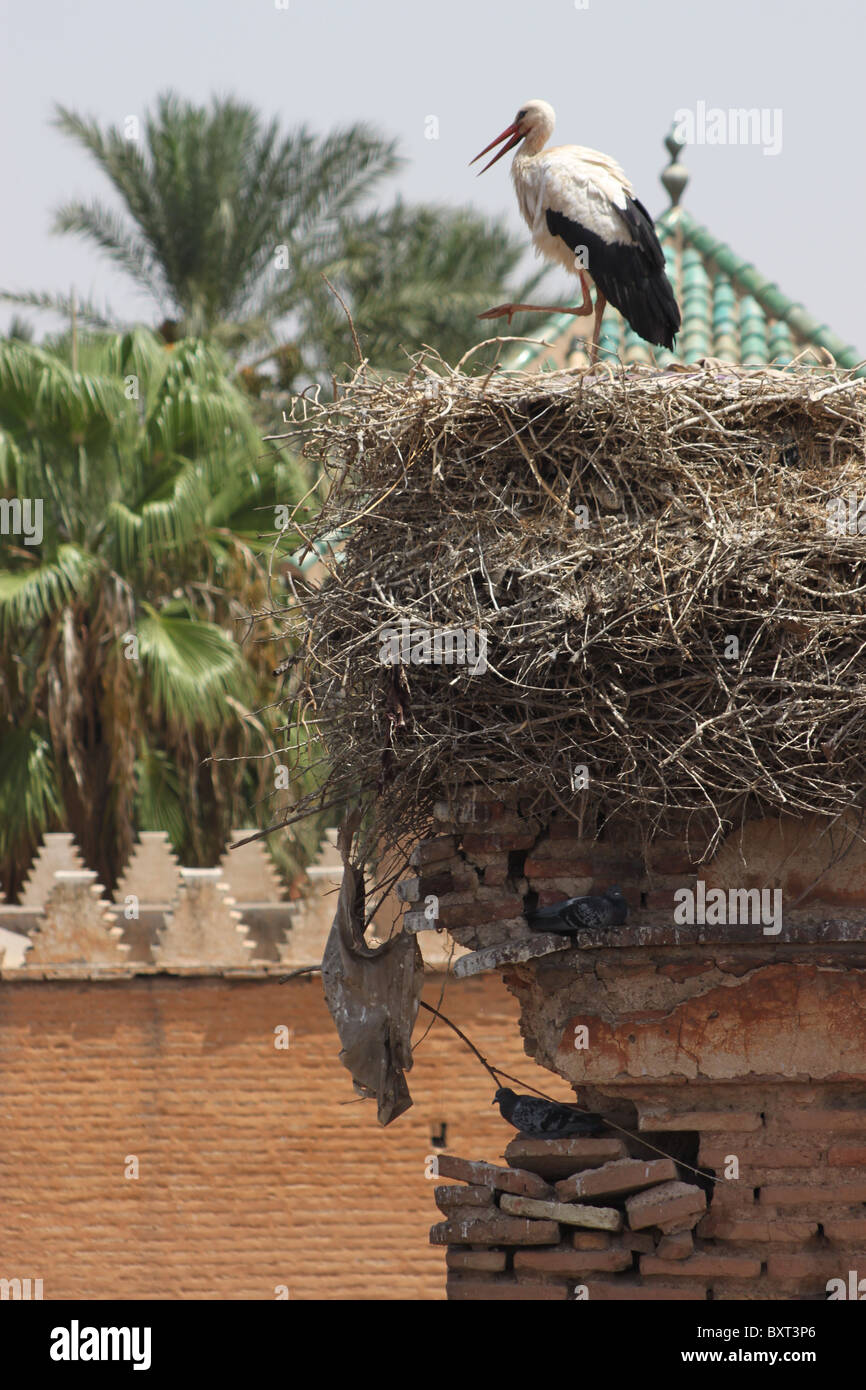 Storks roost on the rooftops of Marrakesh's old quarter Stock Photo - Alamy