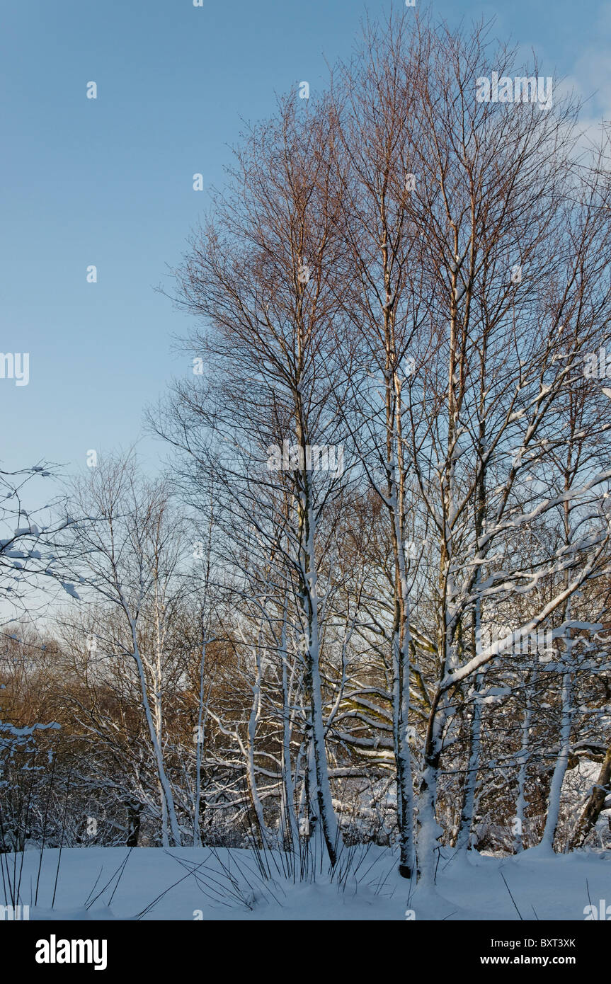 A Silver Birch tree with snow covered branches Stock Photo - Alamy