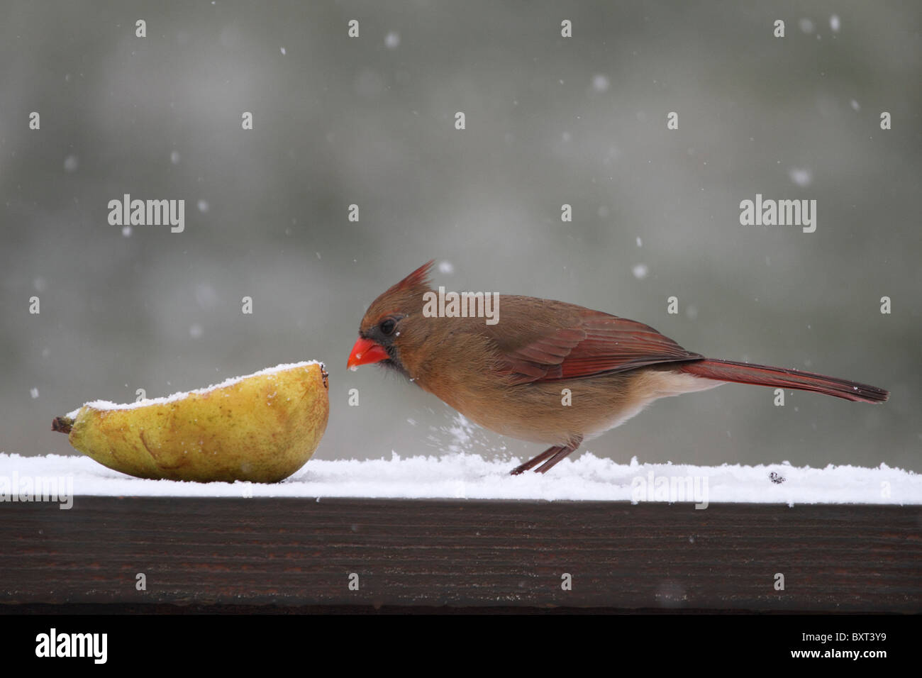 Northern Cardinal female, Cardinalis cardinalis, ready to eat a pear ...