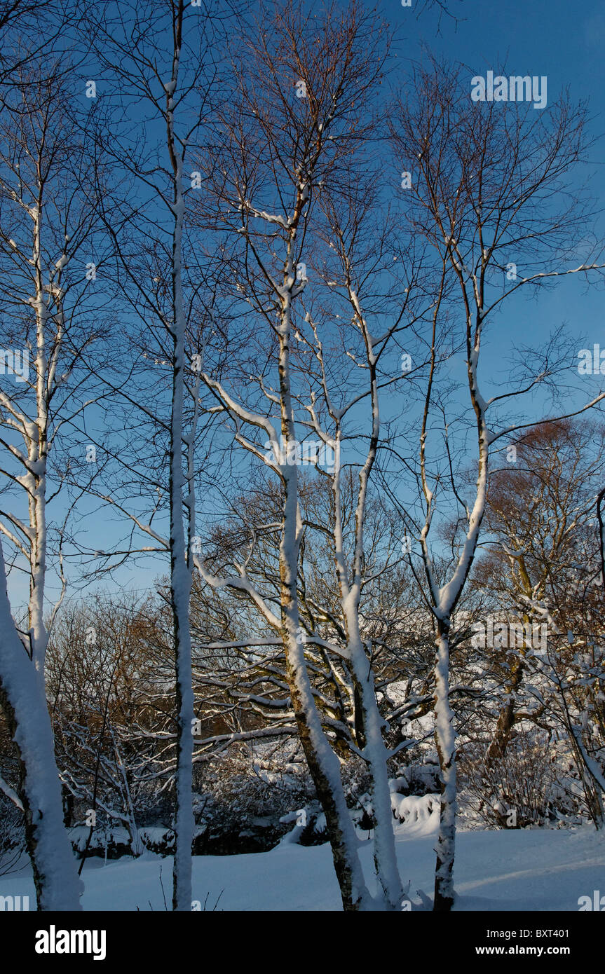 A Silver Birch tree with snow covered branches Stock Photo - Alamy