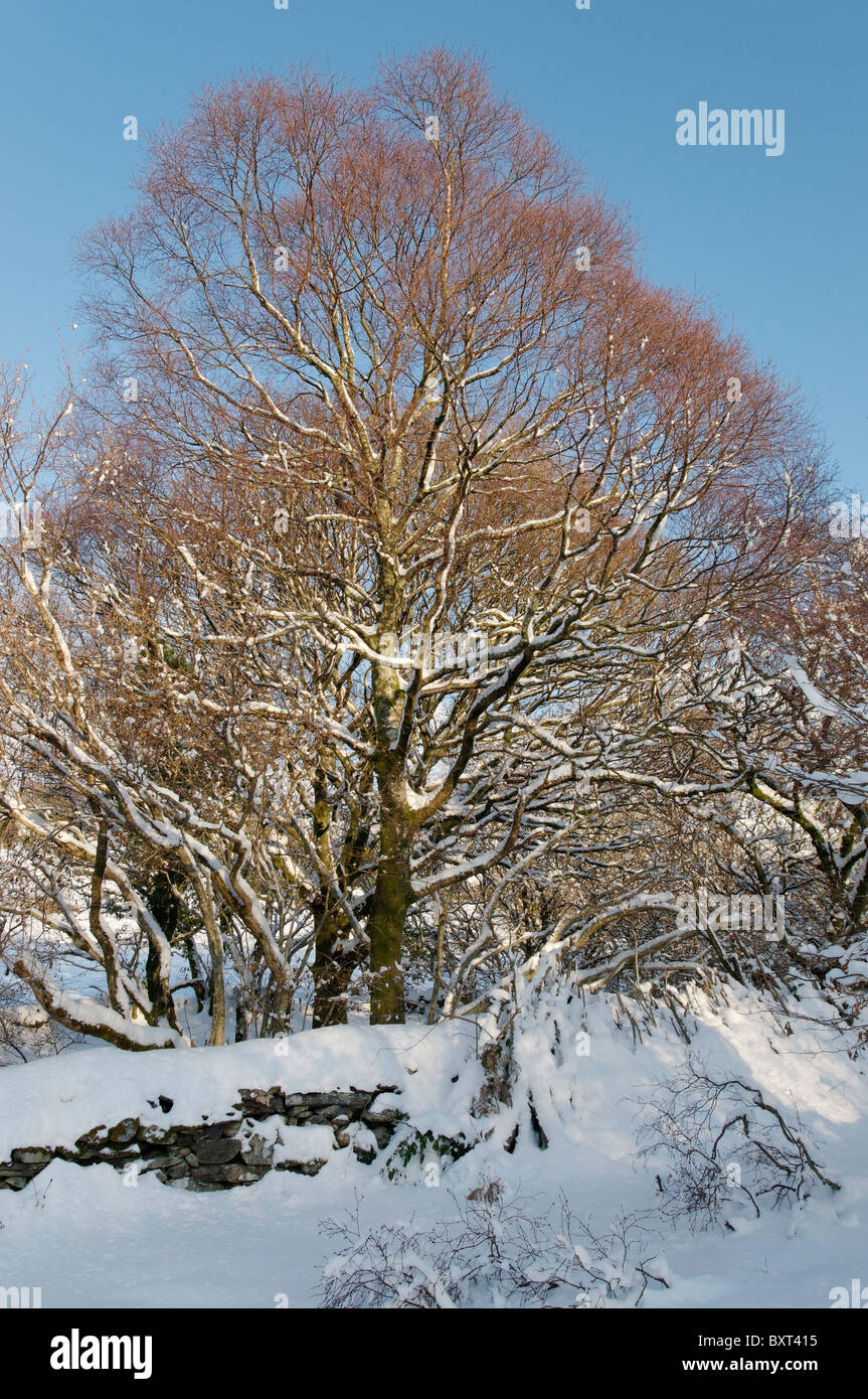Silver birch covered in snow hi-res stock photography and images - Alamy