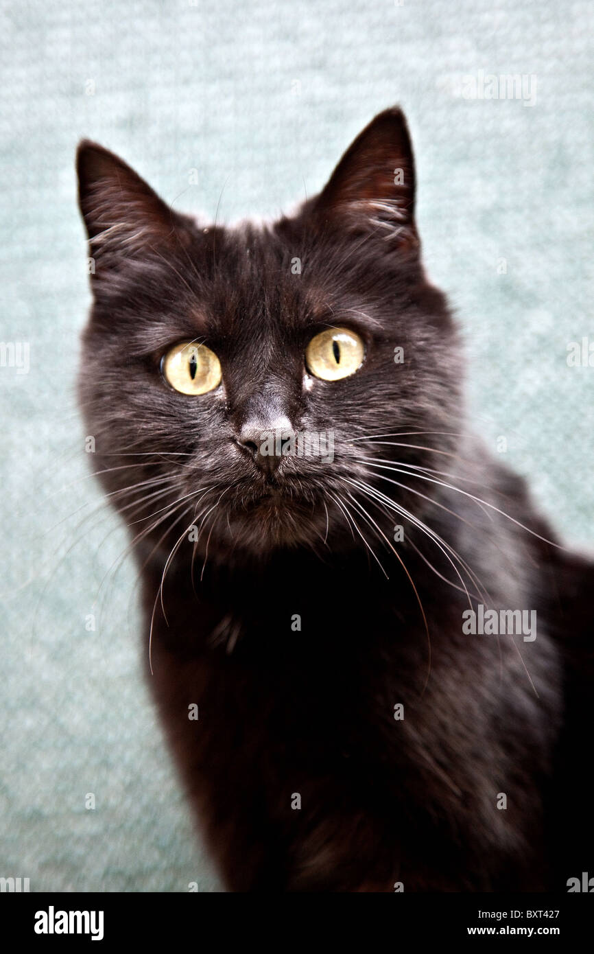 black cat portrait Stock Photo - Alamy