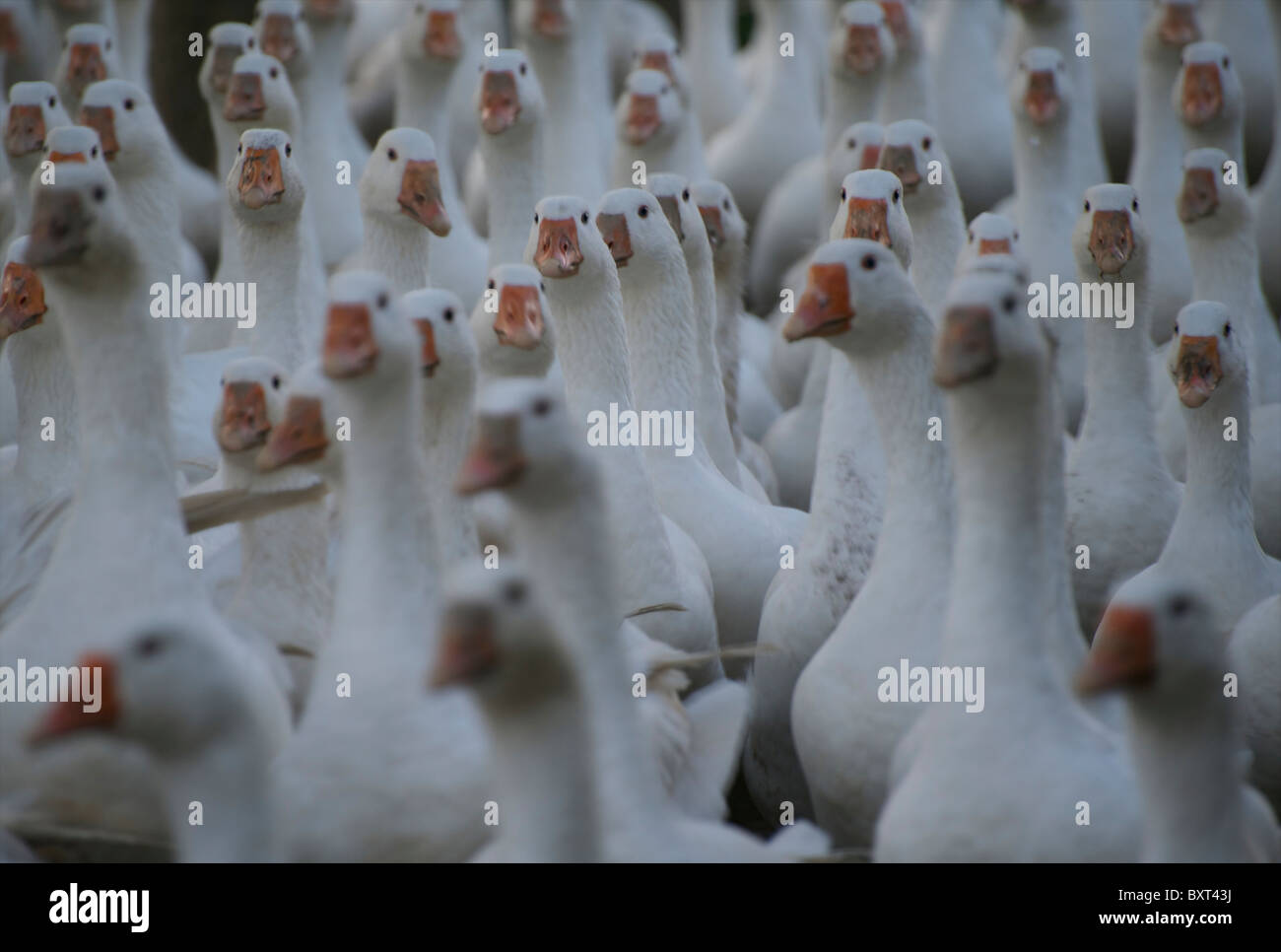 A gaggle of Embden geese heading for their barn for the night Stock ...