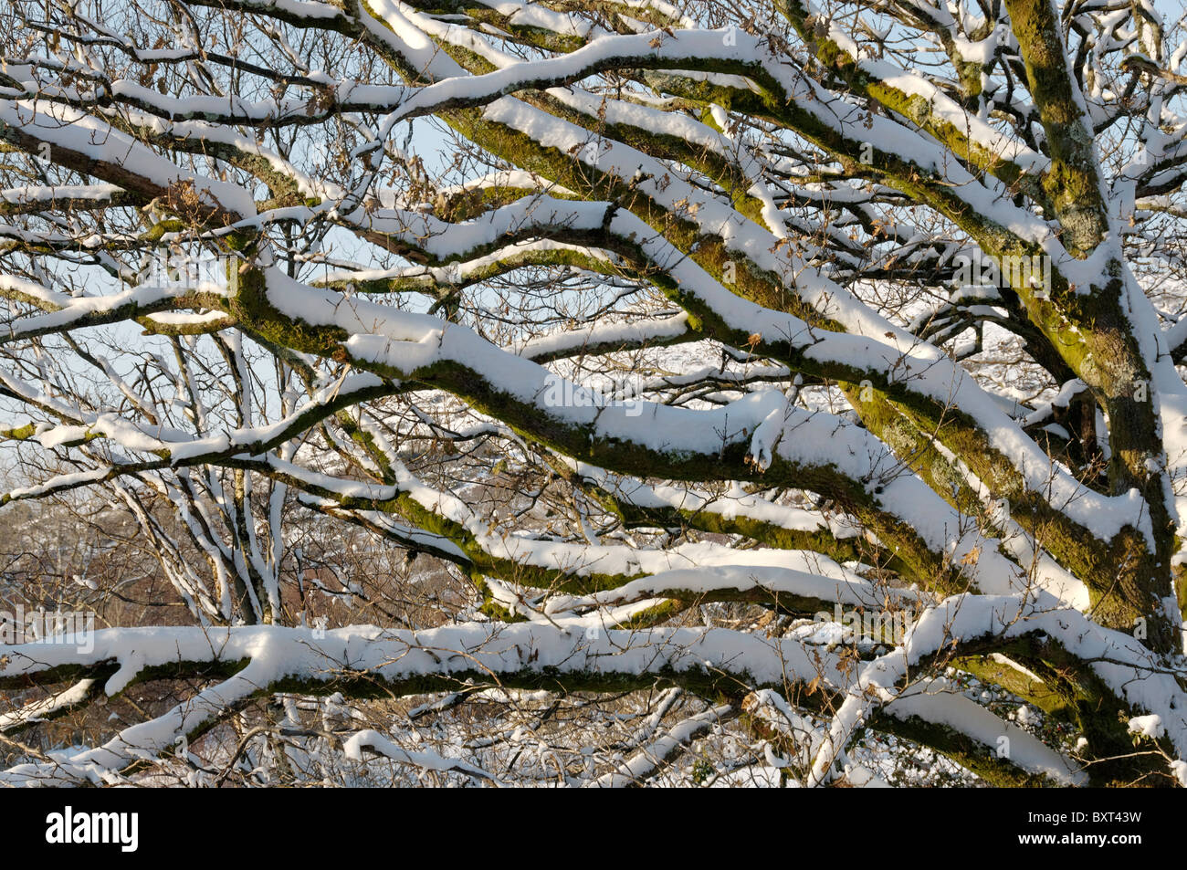 An Oak tree with snow covered branches Stock Photo - Alamy