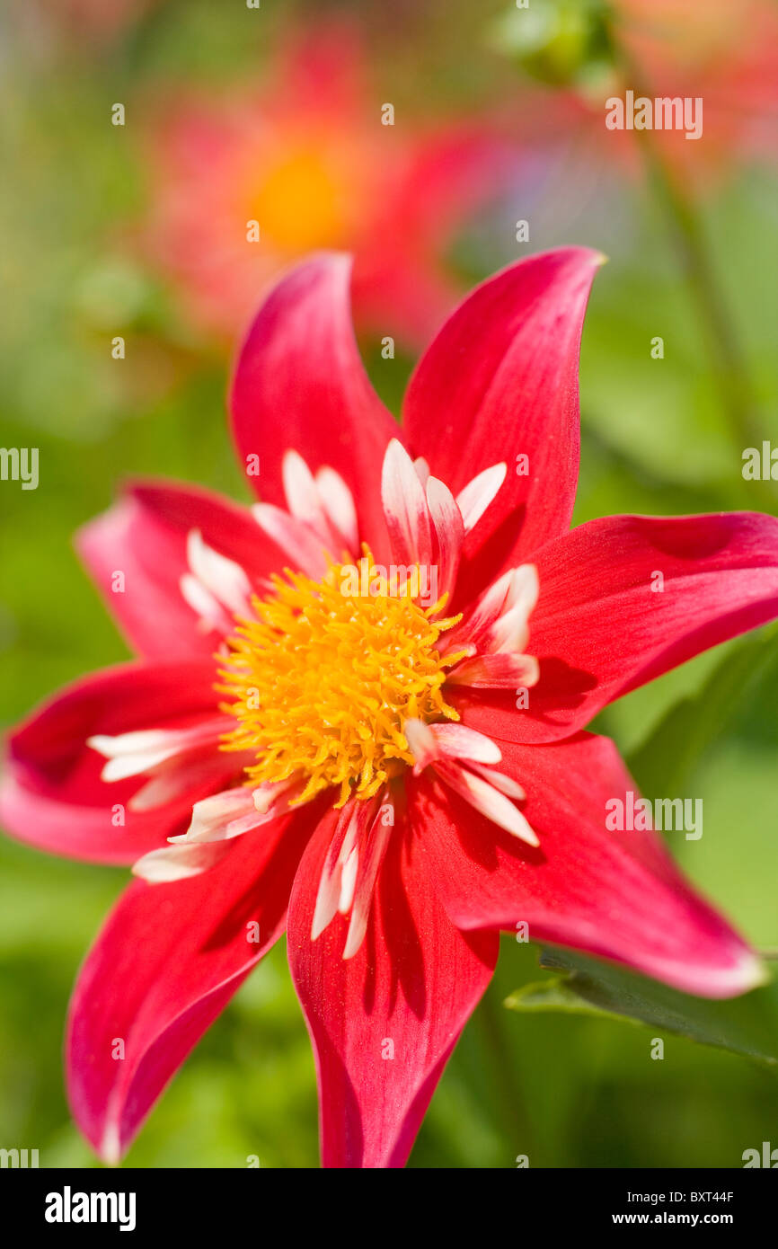 Dahlia chimborazo flower hi-res stock photography and images - Alamy