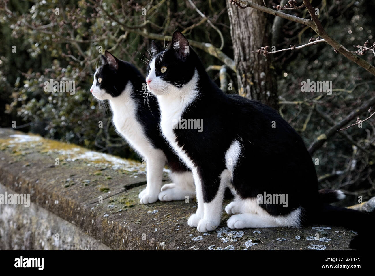 couple of twins cats Stock Photo - Alamy