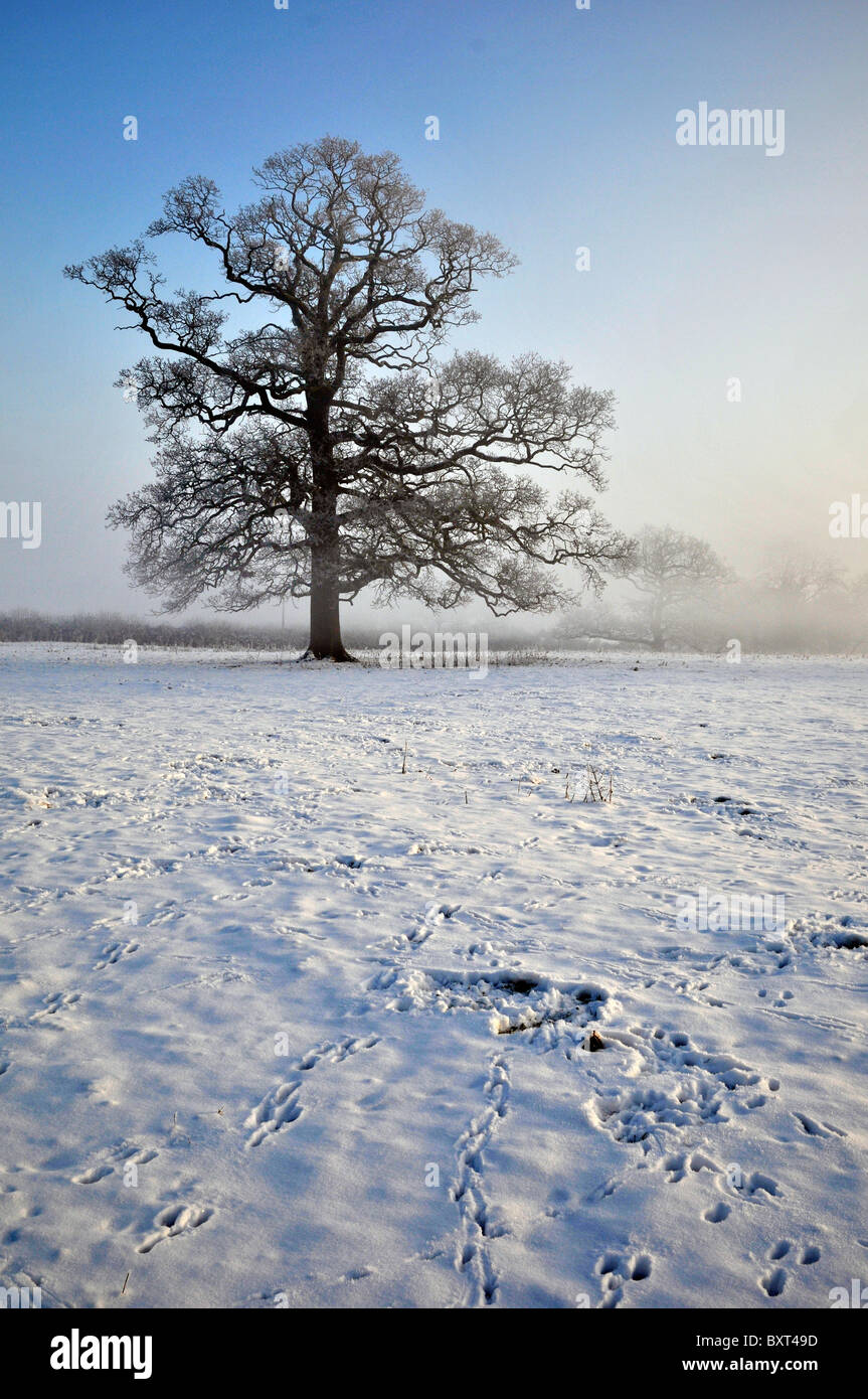 Whitminster Gloucestershire UK Oak Tree Meadow Winter Snow Hore Hoar ...