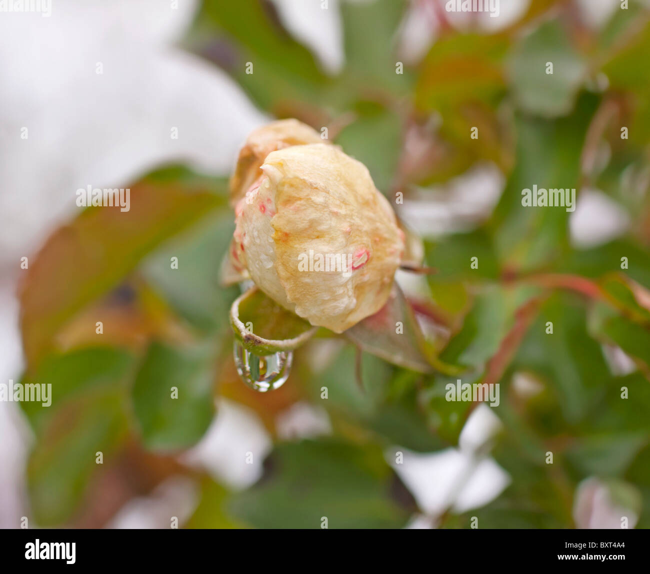 Very closed rosebud hi-res stock photography and images - Alamy