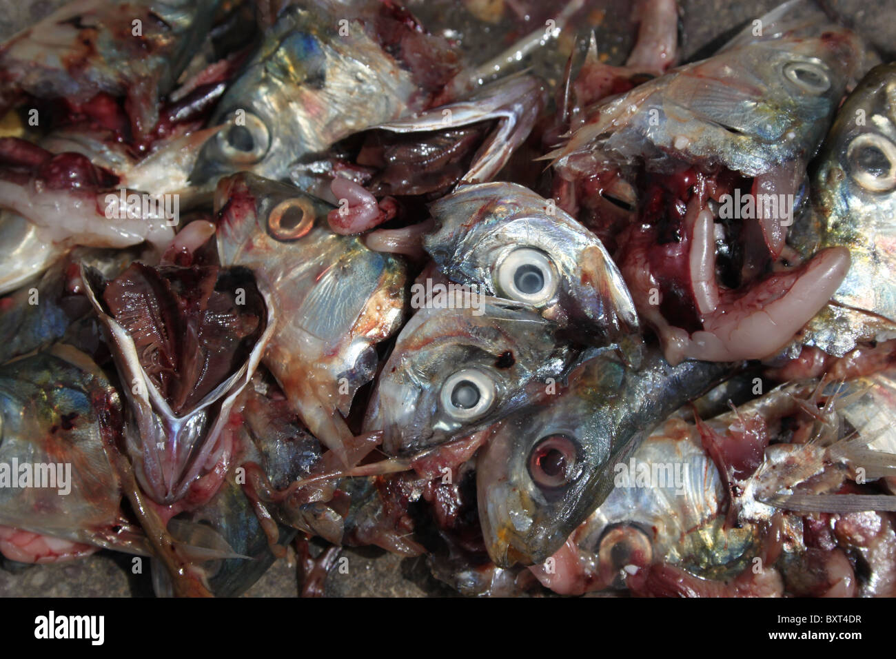 Disgusting fish hi-res stock photography and images - Alamy