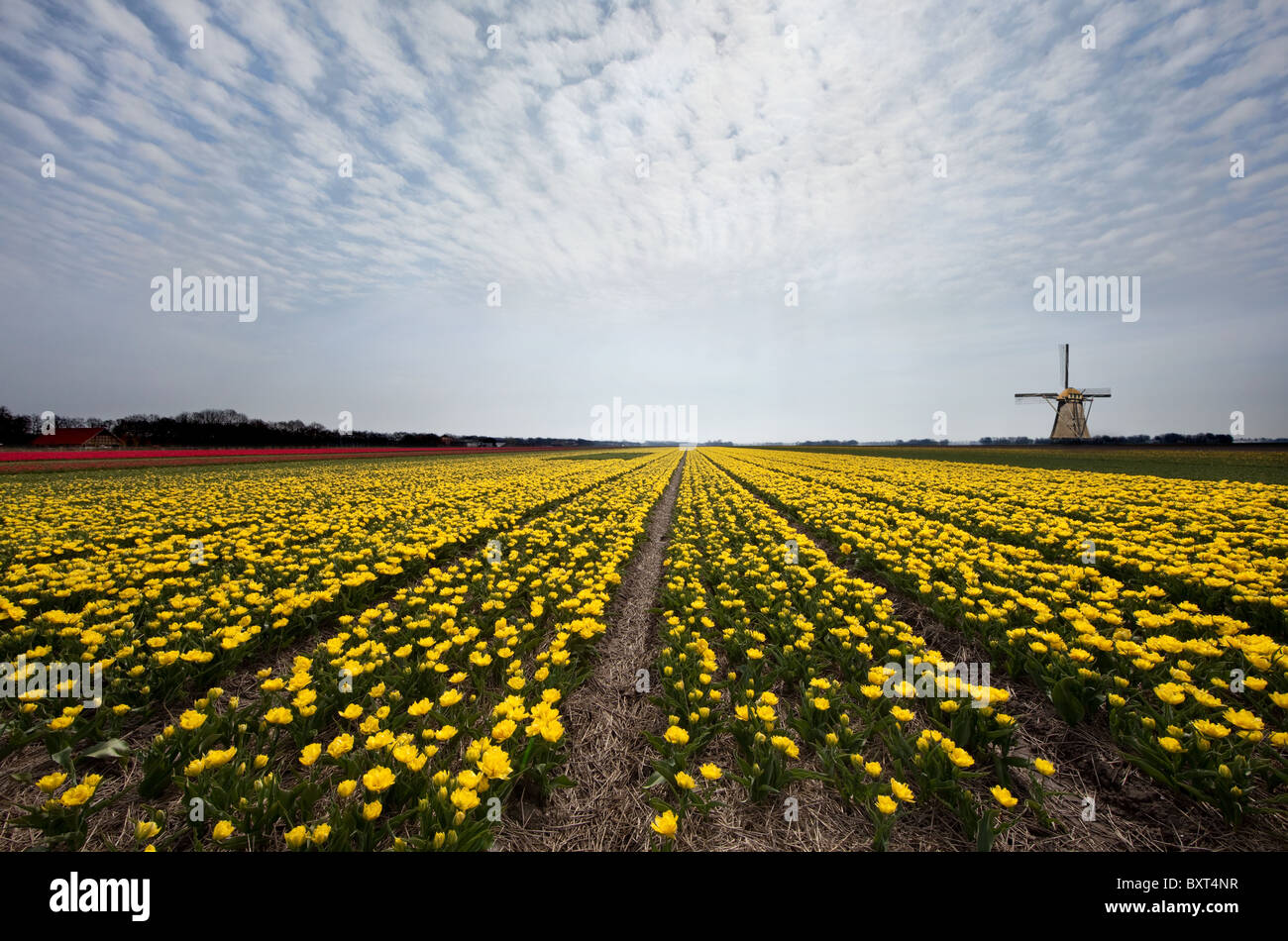 Holland bulb fields windmill hi-res stock photography and images - Alamy