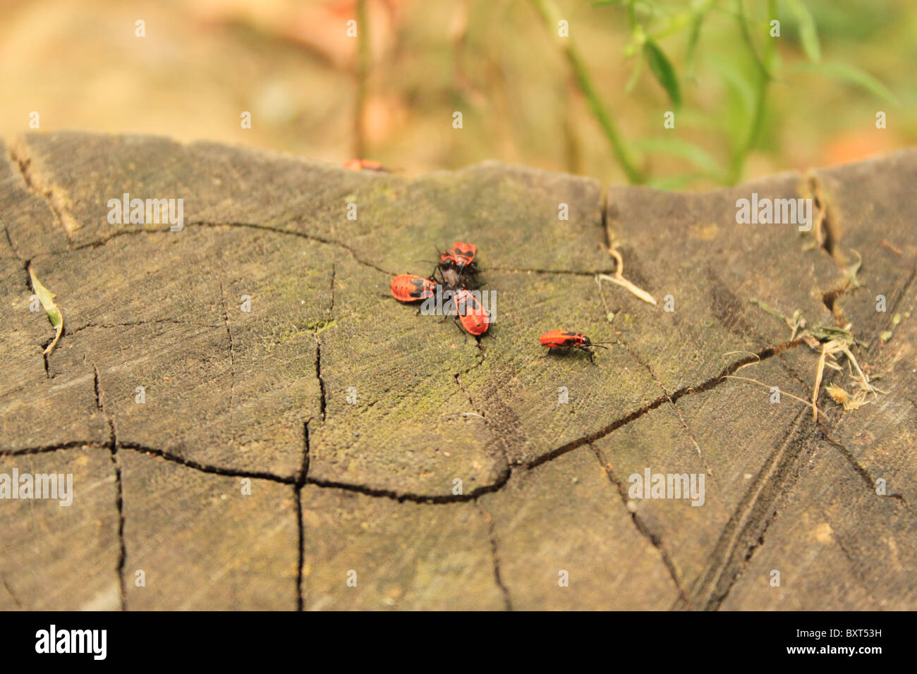 Red beetles cluster on a tree in a park in Iasi, Romania Stock Photo ...