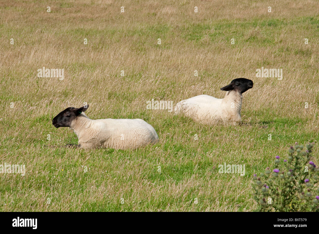 Row of sheep hi-res stock photography and images - Alamy