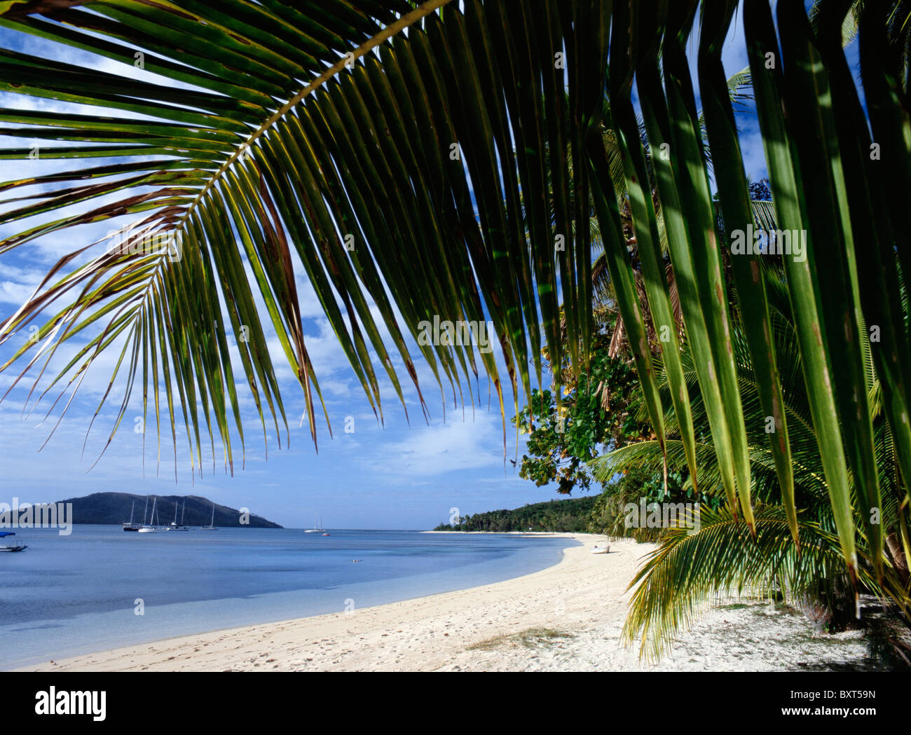 Palm Tree Hanging Over Tropical Beach Stock Photo - Alamy