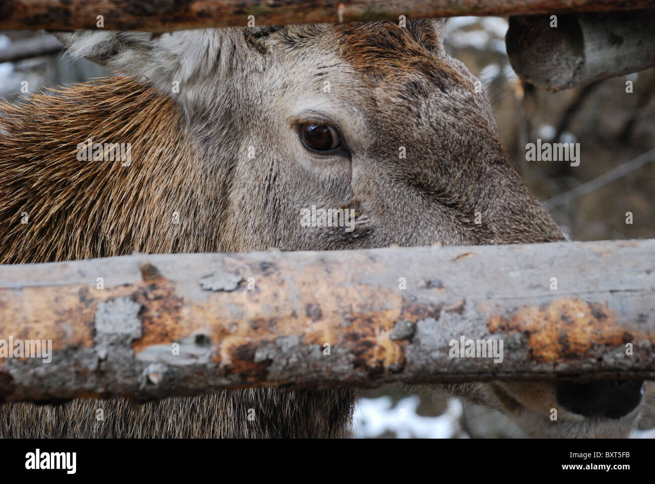 Reindeer fence hi-res stock photography and images - Alamy