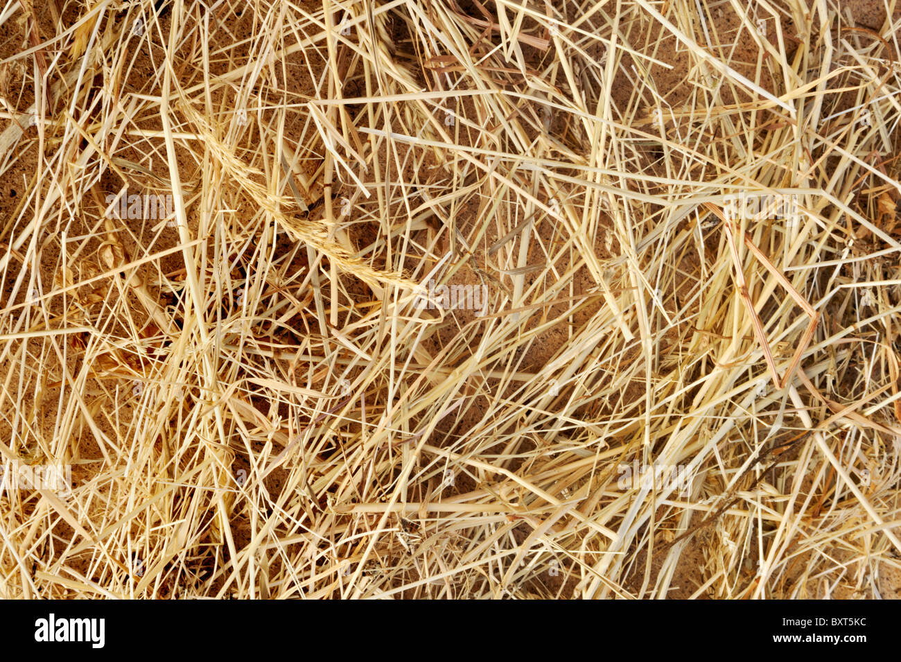 Grass hays hi-res stock photography and images - Alamy
