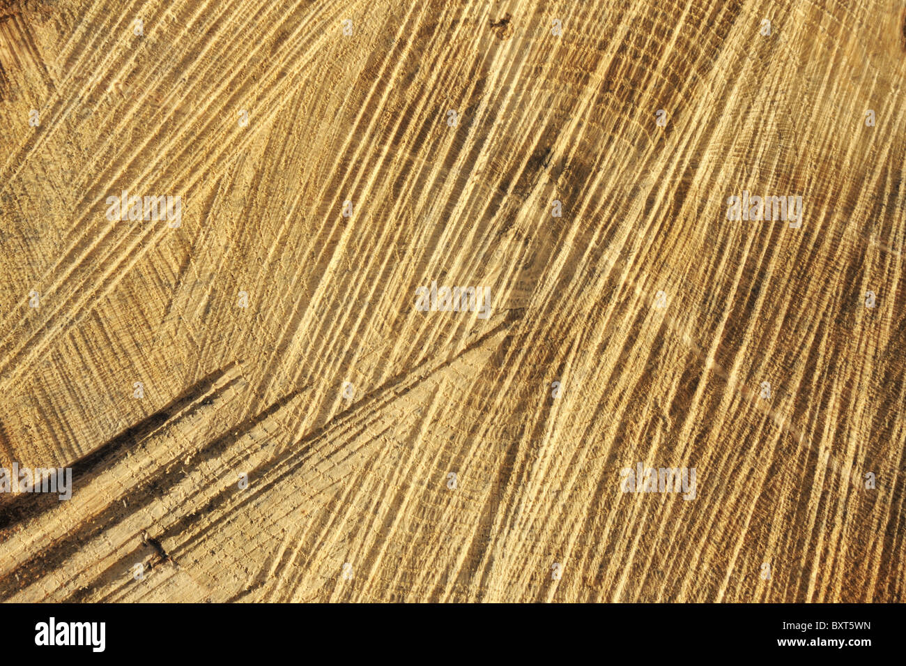 Detail of wooden cut texture - rings and saw cuts - oak - background ...