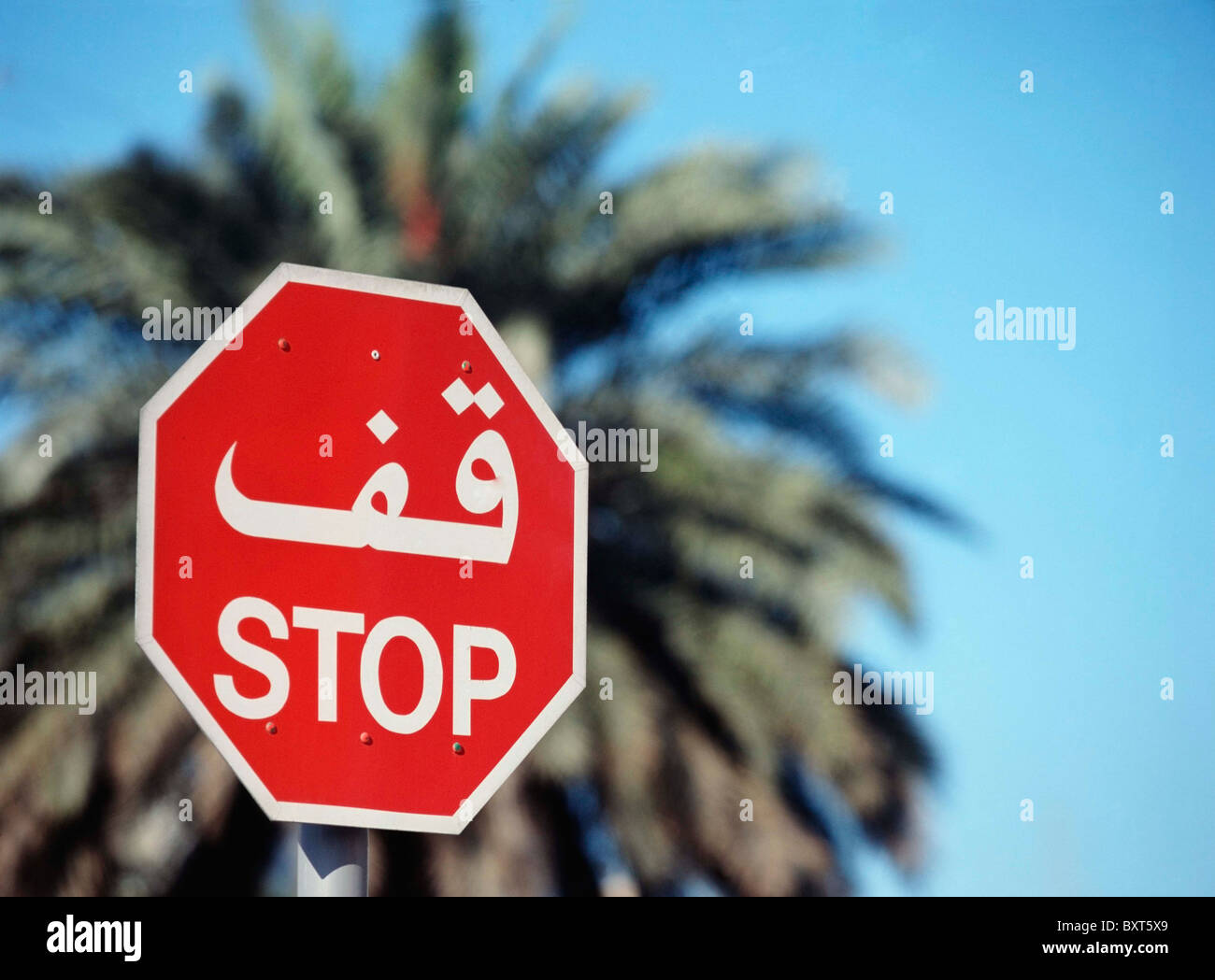 Stop Sign In Front Of Date Palm Stock Photo - Alamy