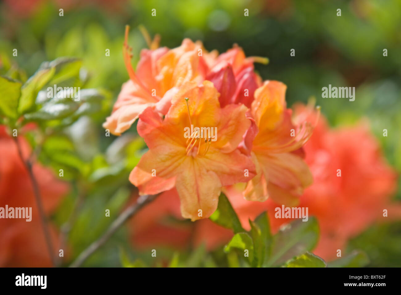 flowering orange azalea Stock Photo - Alamy