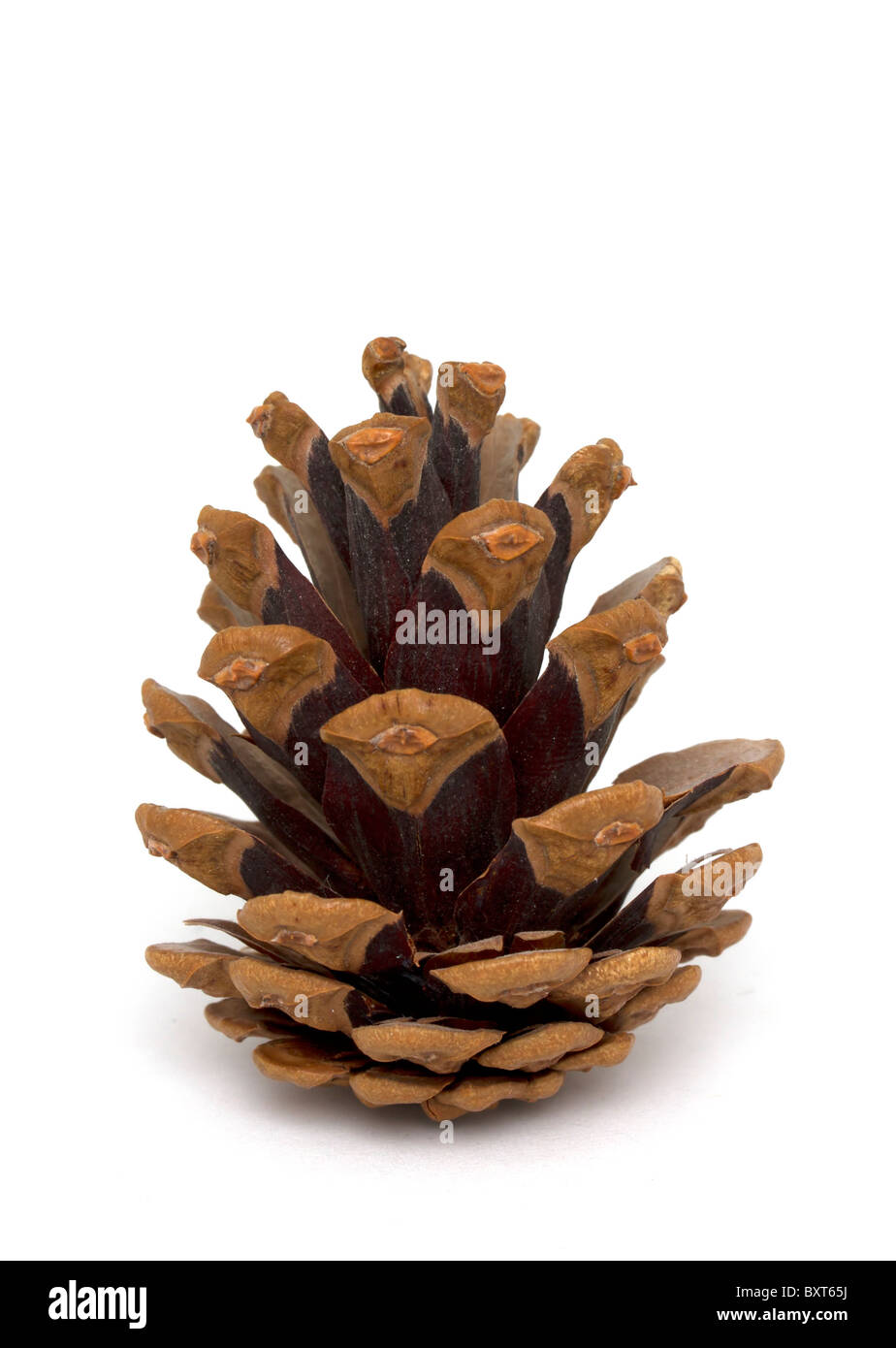 Single pine cone on white background Stock Photo - Alamy