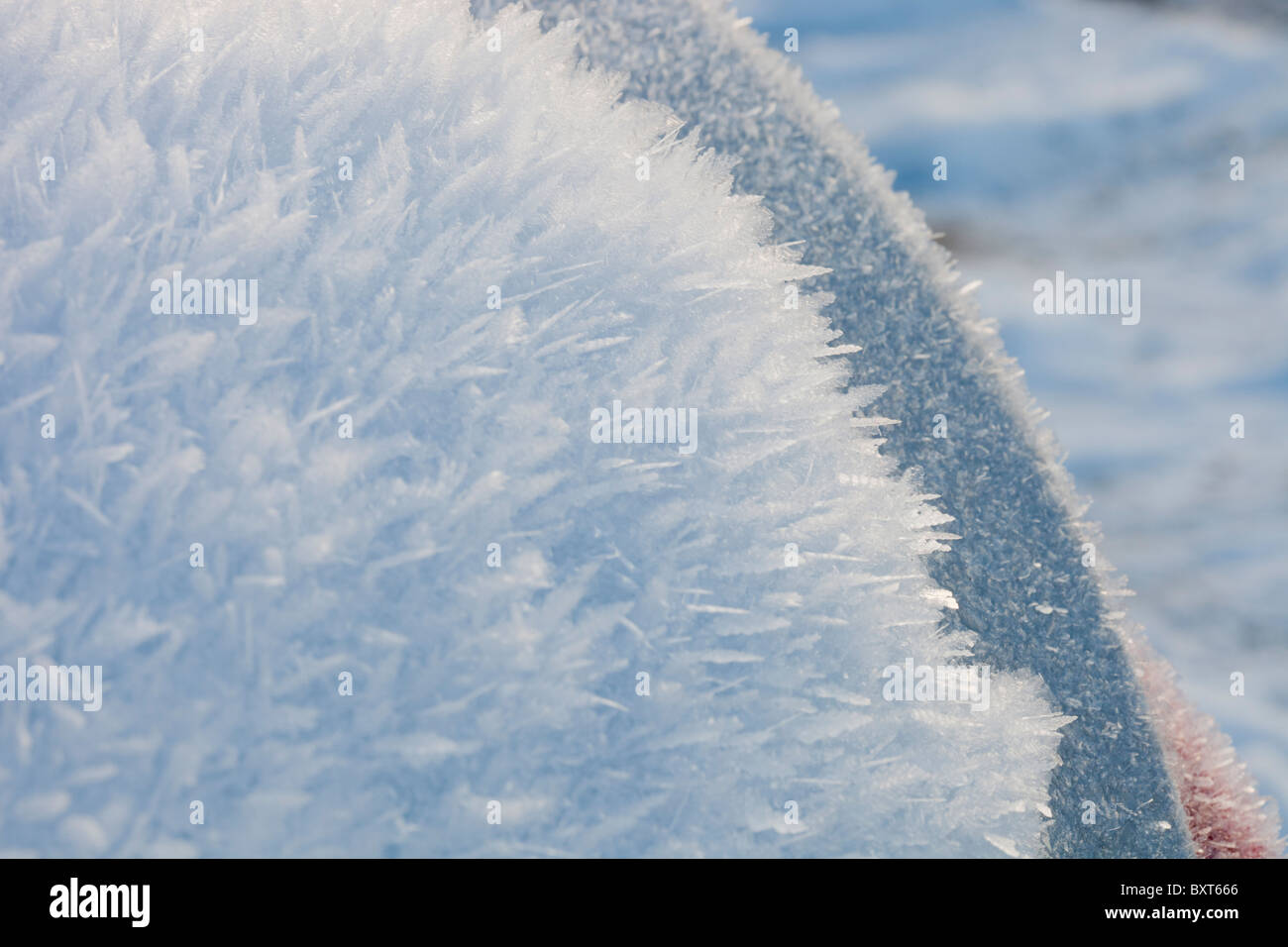 Ice feathers formed during a hard frost, when temperatures fell below ...