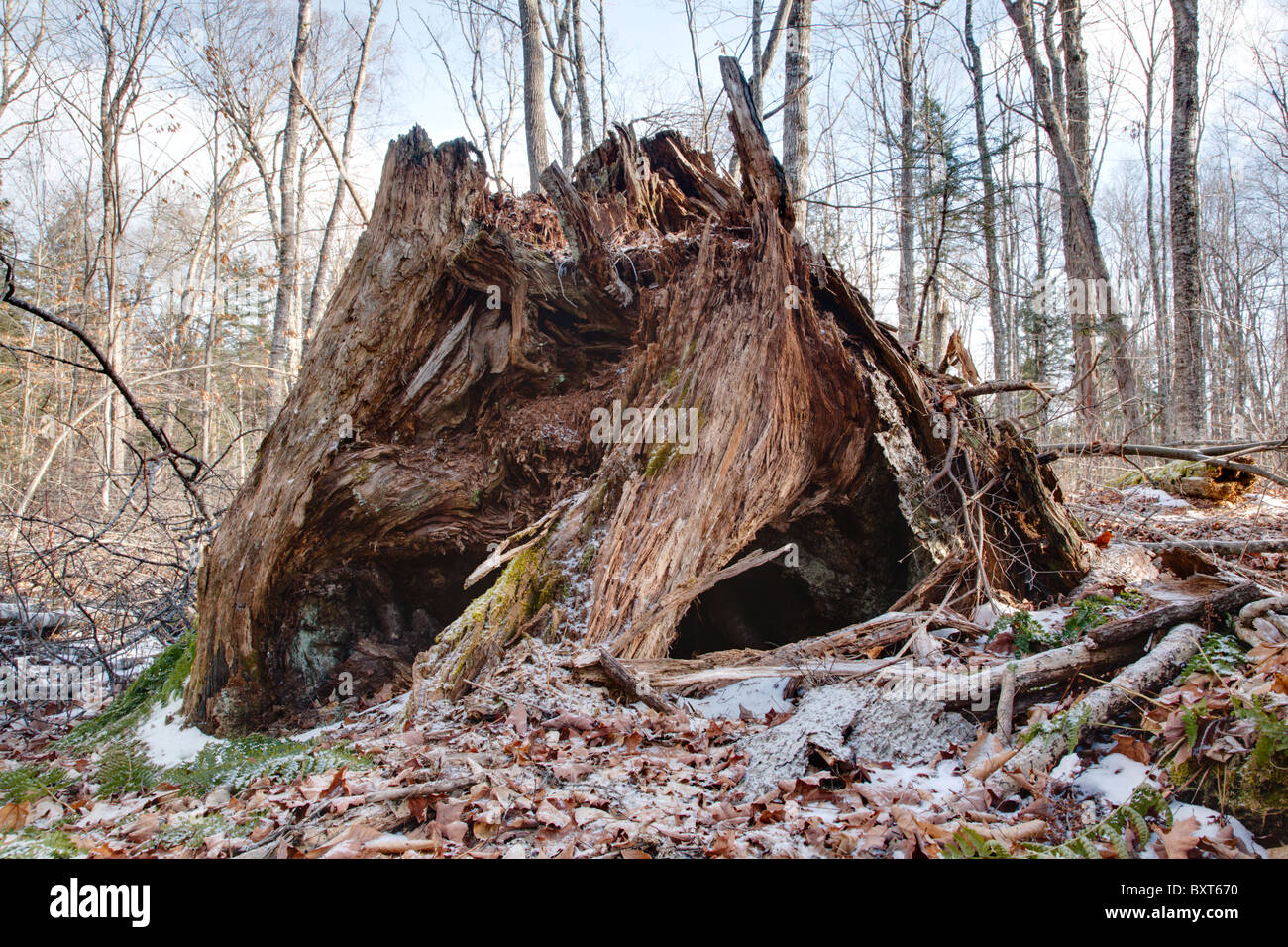 Decaying tree stump along the old Swift River Railroad in Waterville ...