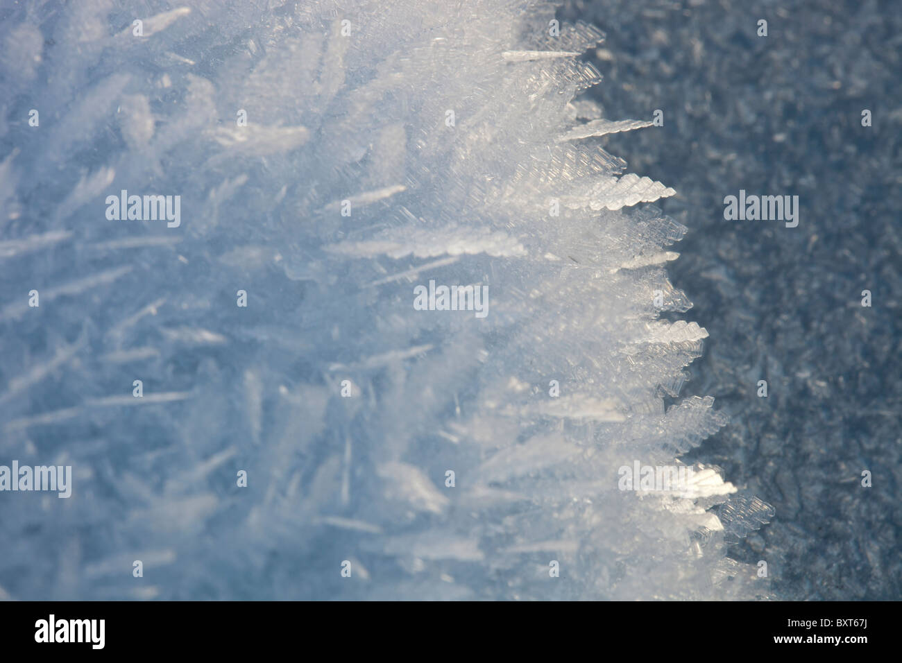 Ice feathers formed during a hard frost, when temperatures fell below ...