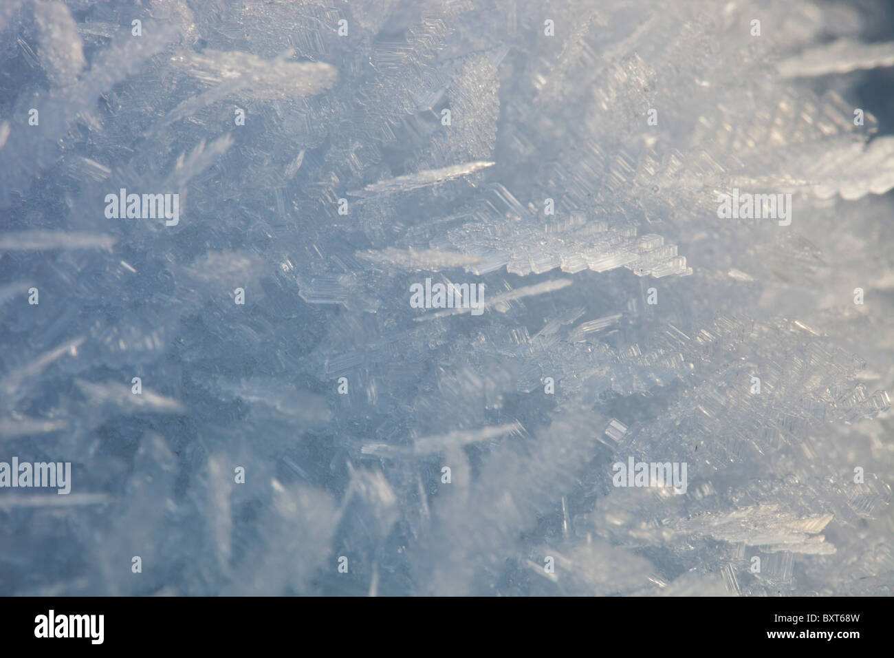 Ice feathers formed during a hard frost, when temperatures fell below ...