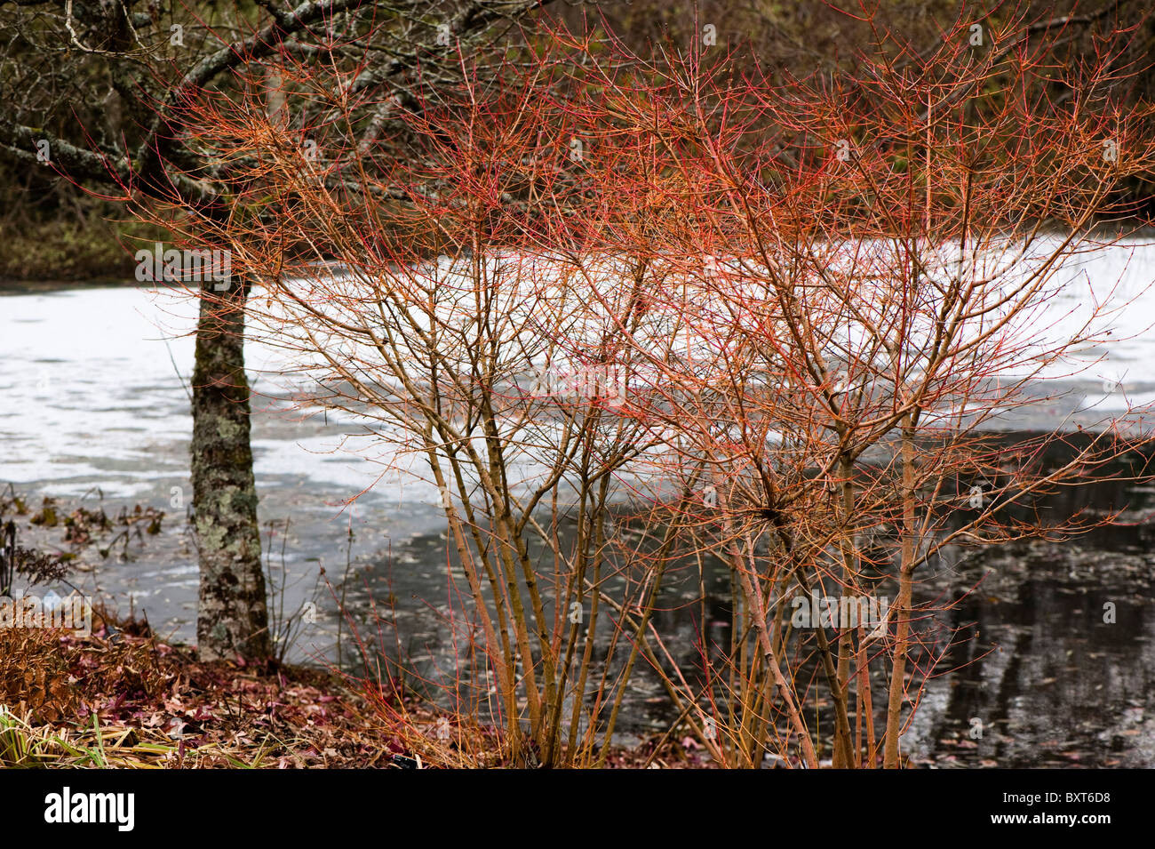 Cornus sanguinea ‘Winter Beauty’, Common Dogwood in winter Stock Photo ...