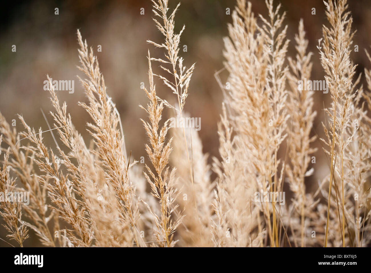 Calamagrostis brachytricha, Korean feather reed grass Stock Photo - Alamy