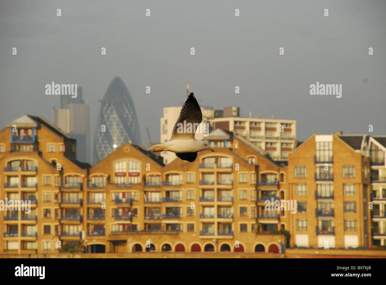 A seagull soars over the Thames in London, UK Stock Photo - Alamy